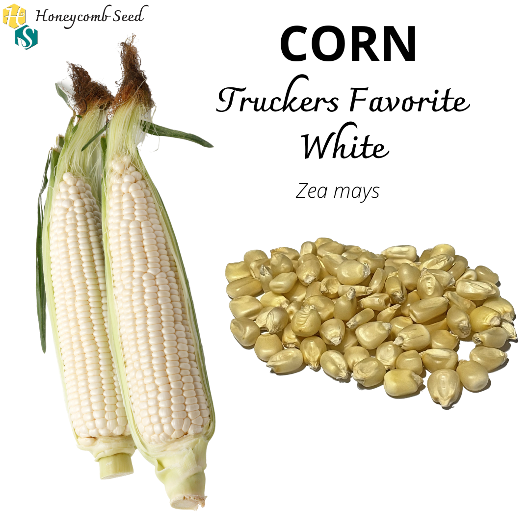 White Corn Seeds